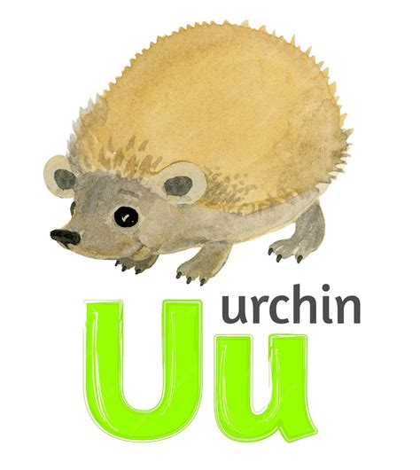 영어 알파 ⁇ 의 문자 U 를 묘사 하기 위해 아이 들 이 수채화 로 그린 프리미엄 벡터