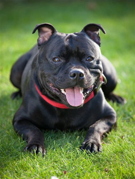Close Up Portrait Of Black Staffordshire Bull Terrier Stock Photo