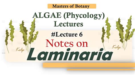 Ectocarpus Life Cycle Ppt