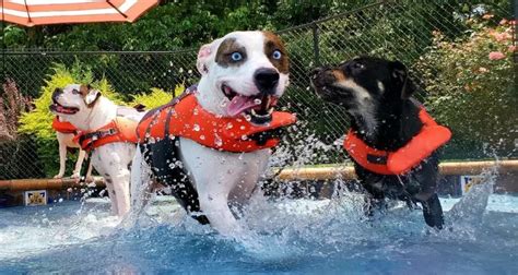 Cenchi Pet Splash Pad Park Puppy Agility Training Classes Doggie Play