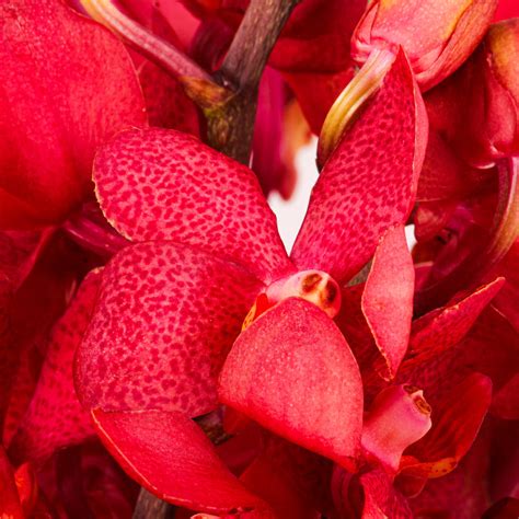 Mokara Orchids Bunch Of 9 Buy Fresh Cut Flowers Online The Flora