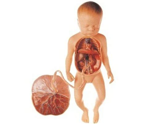 胎儿血液循环图册 360百科