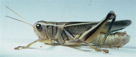 Wyoming Grasshoppers Then And Now
