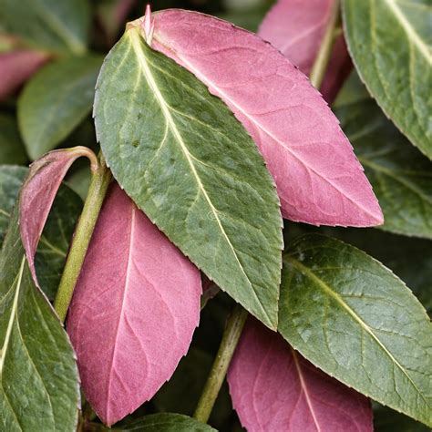 Purple Wintercreeper {flat Of 18 Pots 3 1 4 In }