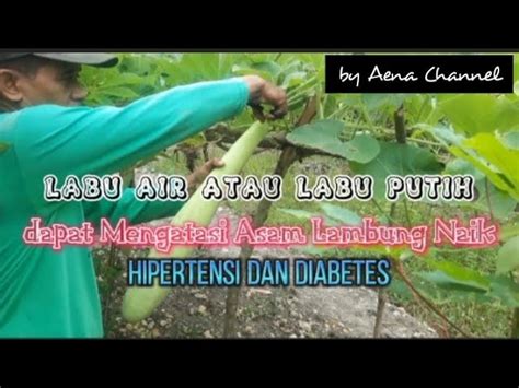 Temukan Manfaat Blonceng Untuk Asam Lambung Yang Wajib Kamu Intip