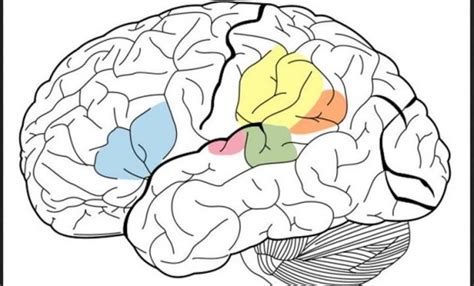 Visual And Auditory FMRI Paradigms For Presurgical Language Mapping