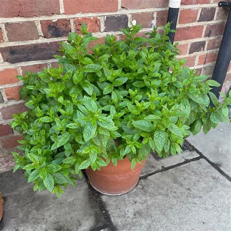 Mint Herb Houseplant At Isabelle Rivers Blog