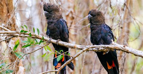 A Journey To Preserve Glossy Black Cockatoos And Unexpected Visitors