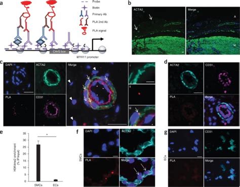 In Situ Hybridization Protocols And Methods Springer Nature Experiments