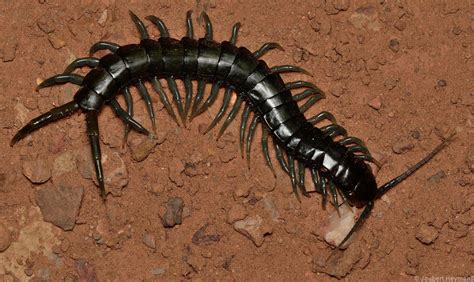 African Giant Millipede