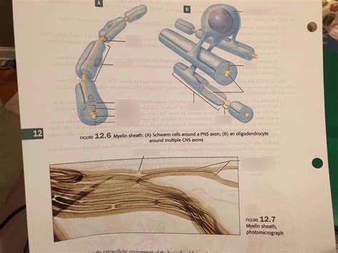 Lab Practical 3 3 Diagram Quizlet