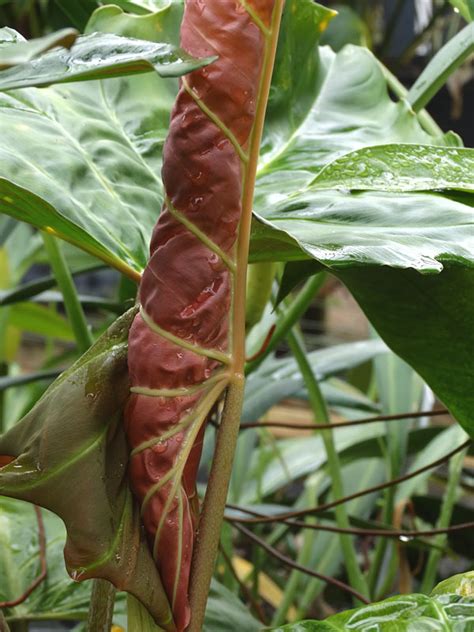 Self Heading Philodendron Varieties Philodendron Deflexum Previously