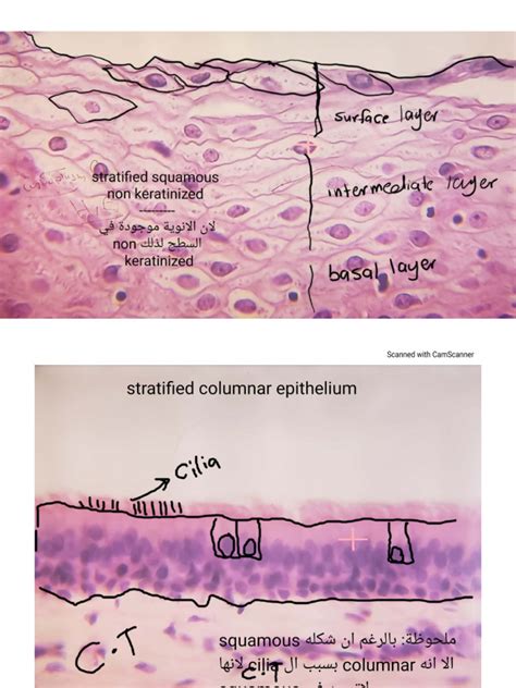 Review Histo Lab Pdf