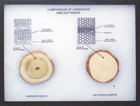 Difference Between Hardwood And Softwood Cell Structure At Charles