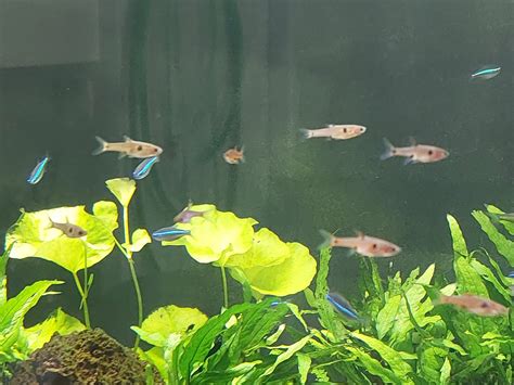 310 L Nano Dinos Aquarium