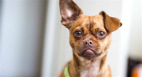 Pug Chihuahua
