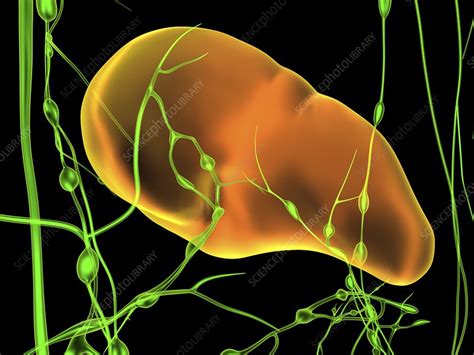 Spleen And Lymphatic System Artwork Stock Image C0180340 Science Photo Library