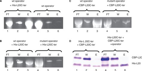 Affinity Separation Experiment A B And C Show Rna Gels In