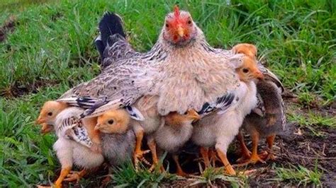 Avian Encephalomyelitis Bitchin Chickens