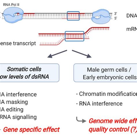 Schematic Representation Of Repetitive Elements In The Human Genome