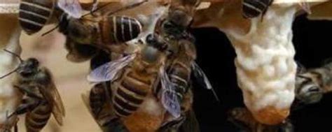 交尾群是什么意思？ 蜜蜂问答 酷蜜蜂