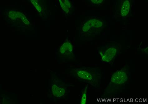 C Myc Antibody Cl488 80845 Proteintech