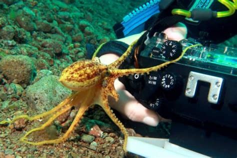 Types Of Octopus In The Ocean