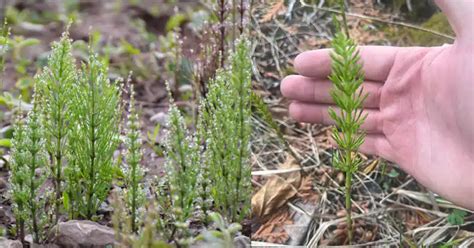 Stubborn Grass 10 Amazing Benefits And Side Effects