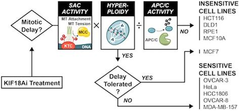 Weakened APC C Activity At Mitotic Exit Drives Cancer Vulnerability To