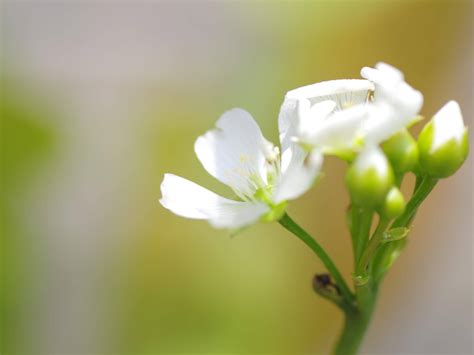 ハエトリソウハエトリグサの花言葉｜種類や品種、花の特徴は？｜🍀greensnap（グリーンスナップ）