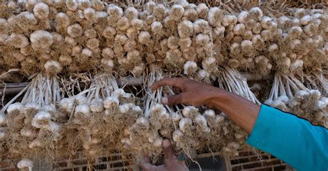 Update Harga Pangan Juni Bawang Putih Gula Naik
