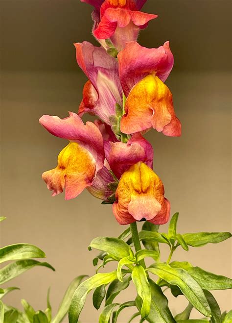 Walking In Flowering Nostalgia Illumination Curated Medium