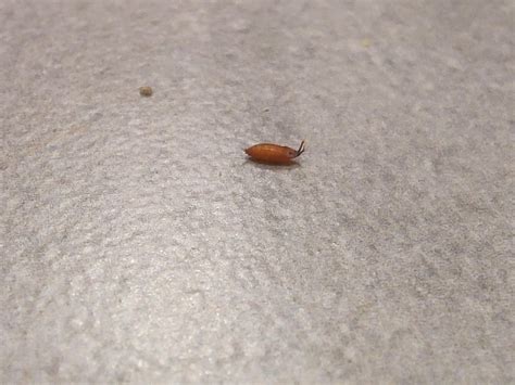Found This In My Bathroom While Washing Bedsheets About 1 2mm Long