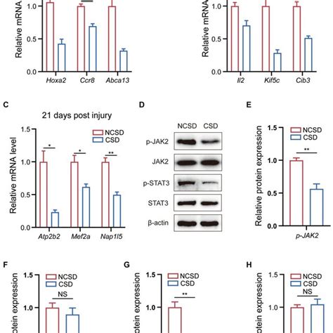 Qrt Pcr And Western Blot Results Ac Qrt Pcr Analysis Of The Mrna