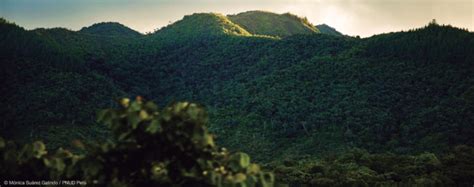Áreas de Conservación como estrategias clave para la conservación de la