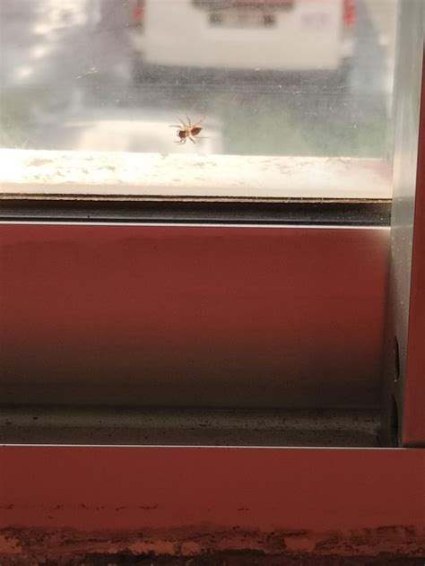 Gerbo Decides To Visit Me R Bugboandfriends