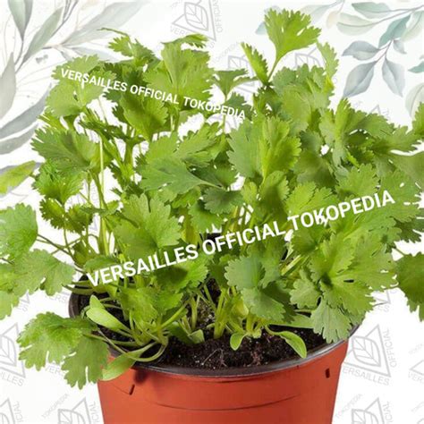 Jual Apium Graveolens Tanaman Seledri Sayur Hias Bunga Tumbuhan Plant