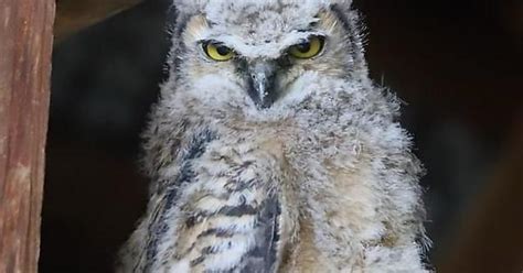 Owl Album On Imgur