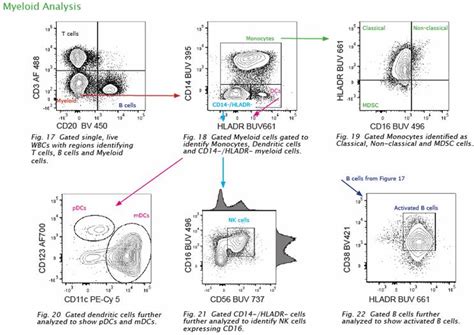 Optimized Twenty One Color Panel Design Using The Ze5 Cell Analyzer For