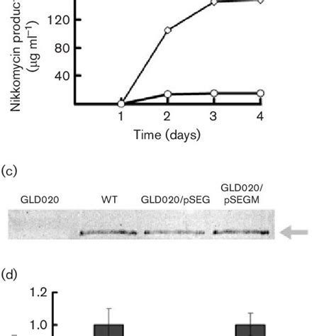 effects of mutation in the atp gtp binding motif of sang on the