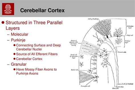PPT Chapters Motor System Cerebellum PowerPoint Presentation Free Download ID