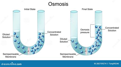Osmosis Experiment With Water And Semi Permeable Membrane Cartoon