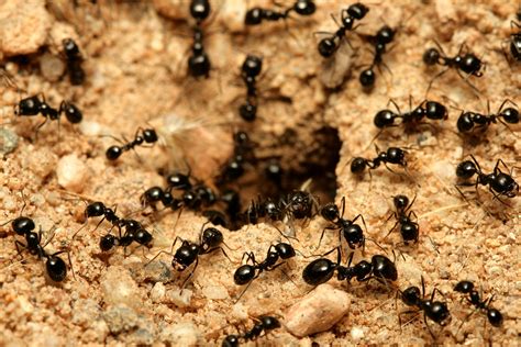 Do These Hybrid Ants Have Four Sexes By Colin Wright