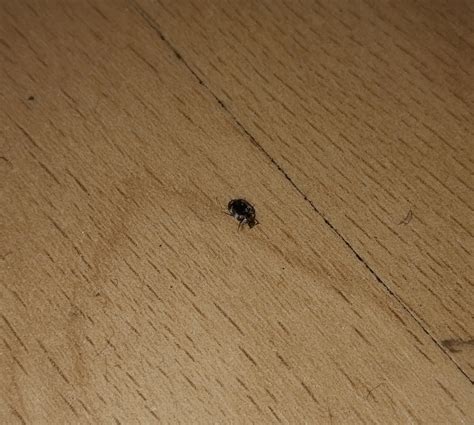 About The Size Of A Small Lady Bug It Flies And Crawls And Is