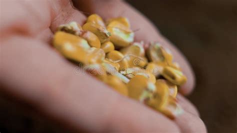 Farmer S Hands Planting Corn Seeds In Rich Fertile Soil In A Close Up