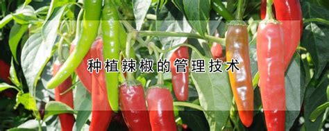 种植辣椒的管理技术 —【发财农业网】