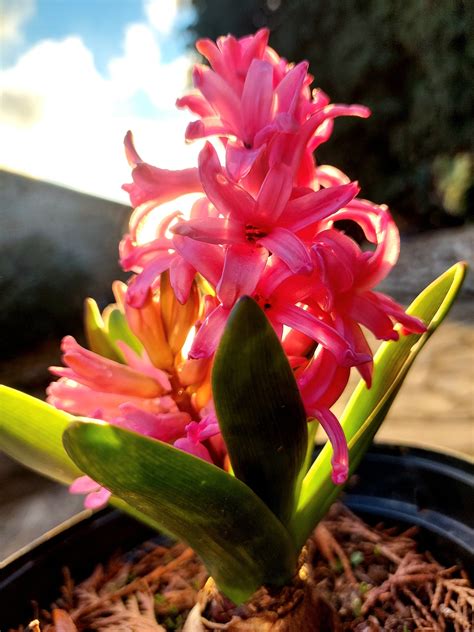 פרידמן אופיר