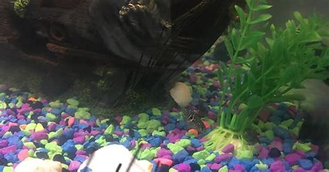 All My Fish Album On Imgur