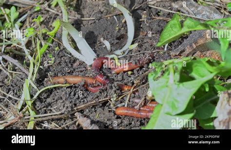 Green Damp Grass Stock Videos And Footage Hd And 4k Video Clips Alamy