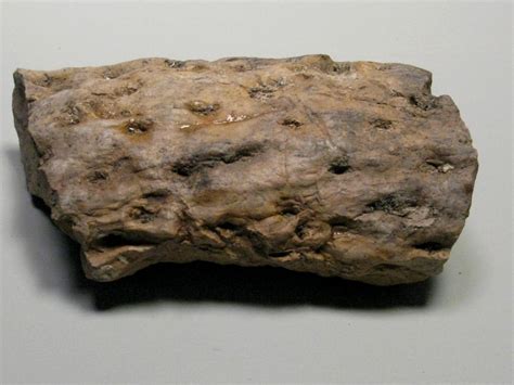 Stigmaria Stigmaria